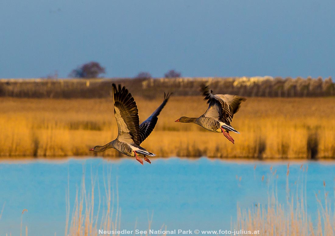 075b Neusiedler See Nationalpark