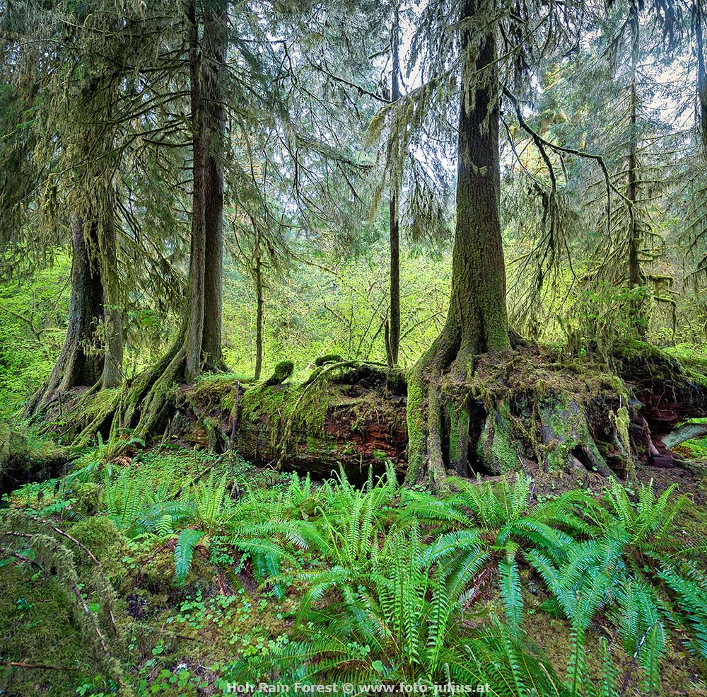 299 Hoh Rainforest Olympic National Park