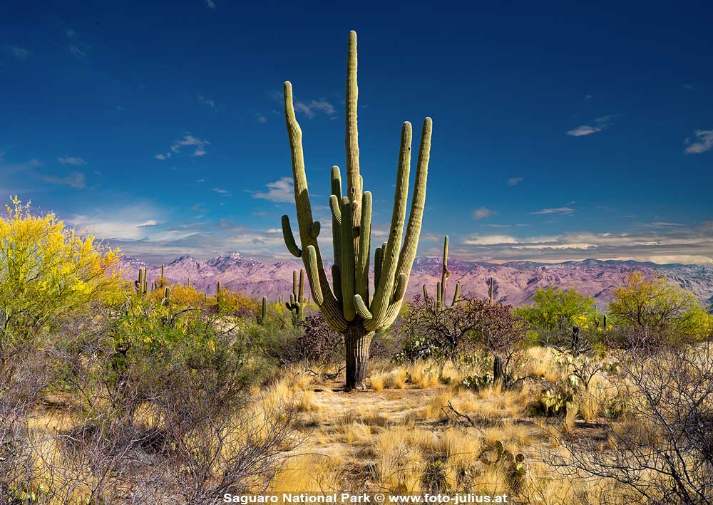 804 Saguaro National Park