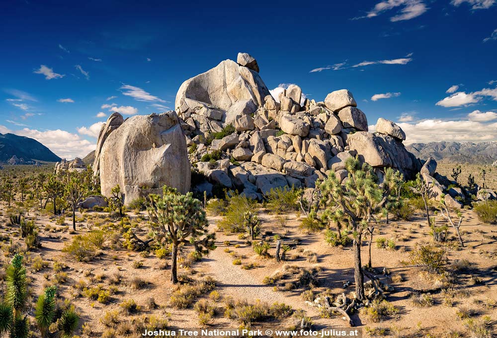 826 Joshua Tree National Park