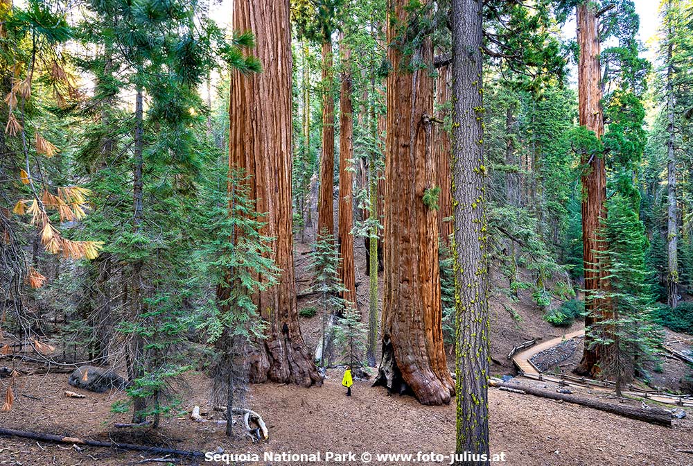 911 Sequoia National Park