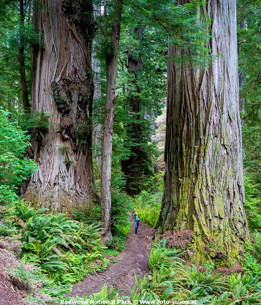 1126 Redwood National Park